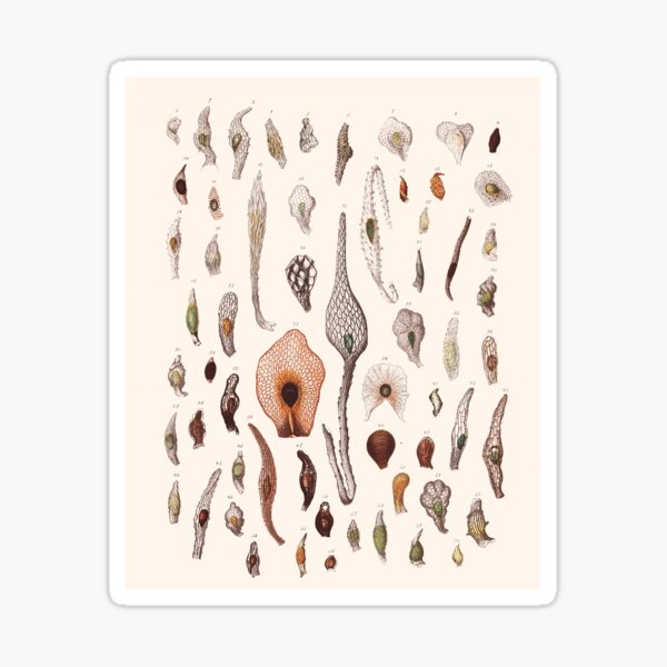 "Biodiversity Vintage" Sticker for Sale by iamrobman | Redbubble