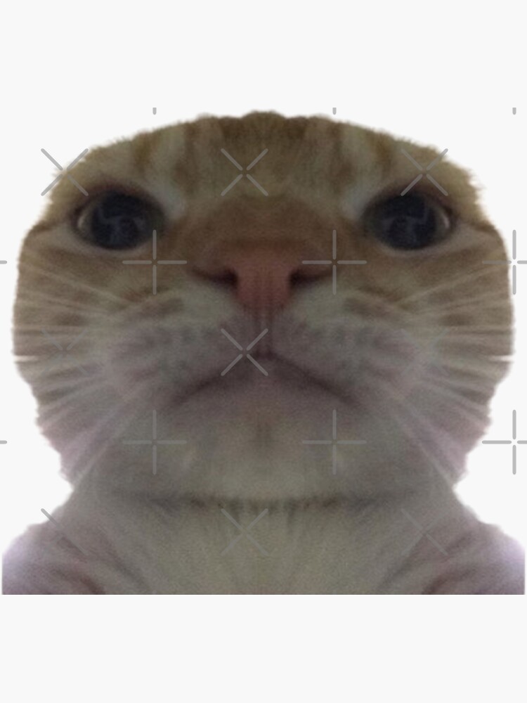 "Staring Cat" Sticker for Sale by byrne-ma | Redbubble