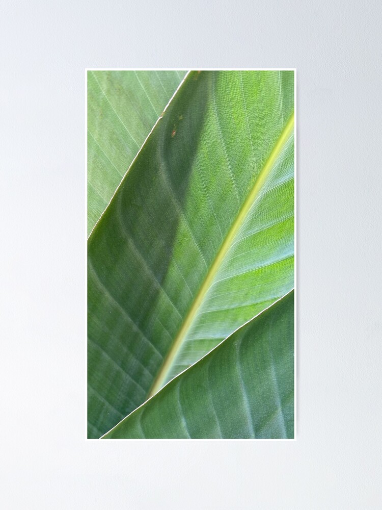 "Green Leaves by Mark Ewing" Poster for Sale by LifeSpice | Redbubble