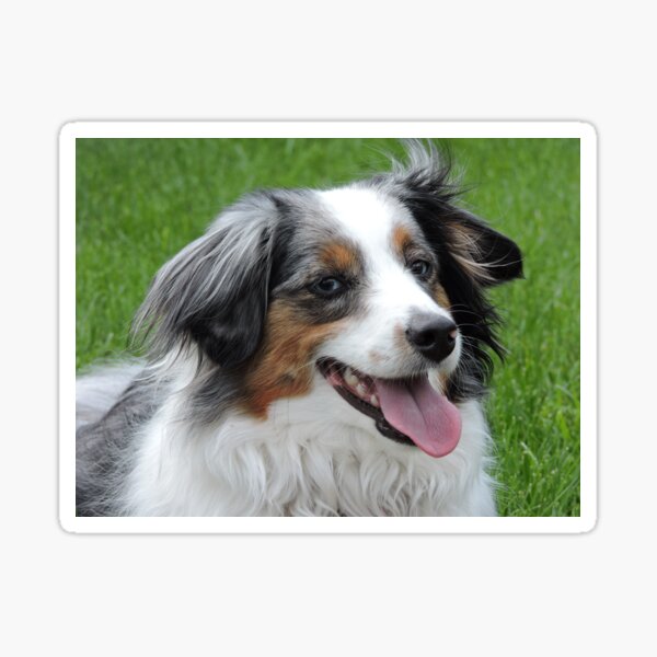 "Blue Merle " Sticker by jf-equineart | Redbubble