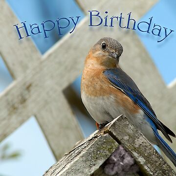 "Happy Birthday Bluebird" Greeting Card for Sale by Bonnie T. Barry ...