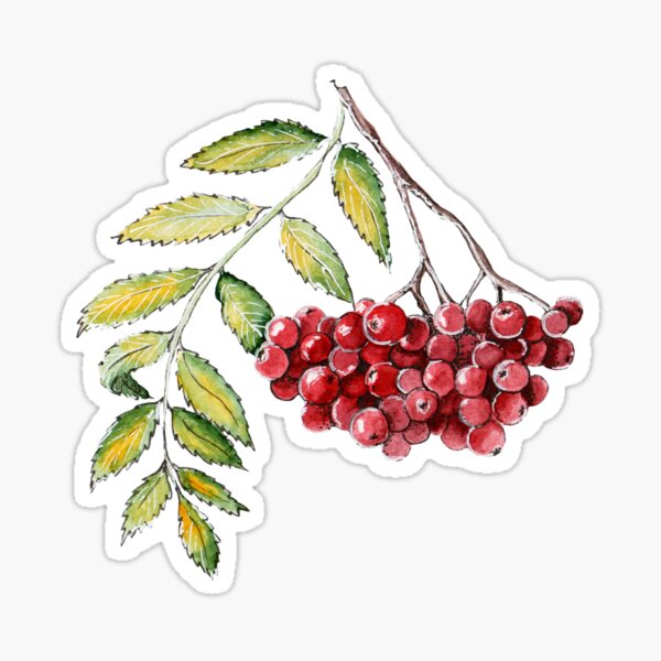 "Rowan" Sticker for Sale by Yulchikdesign | Redbubble