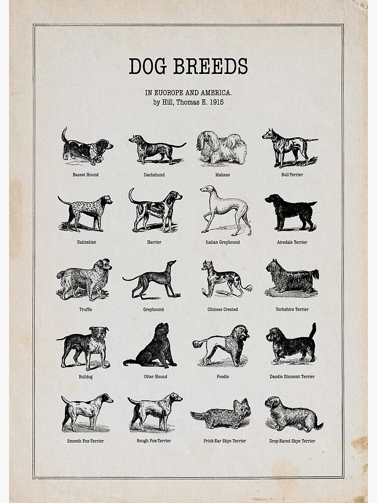 "Vintage Dog Breeds_remastered" Poster for Sale by aura-mood | Redbubble