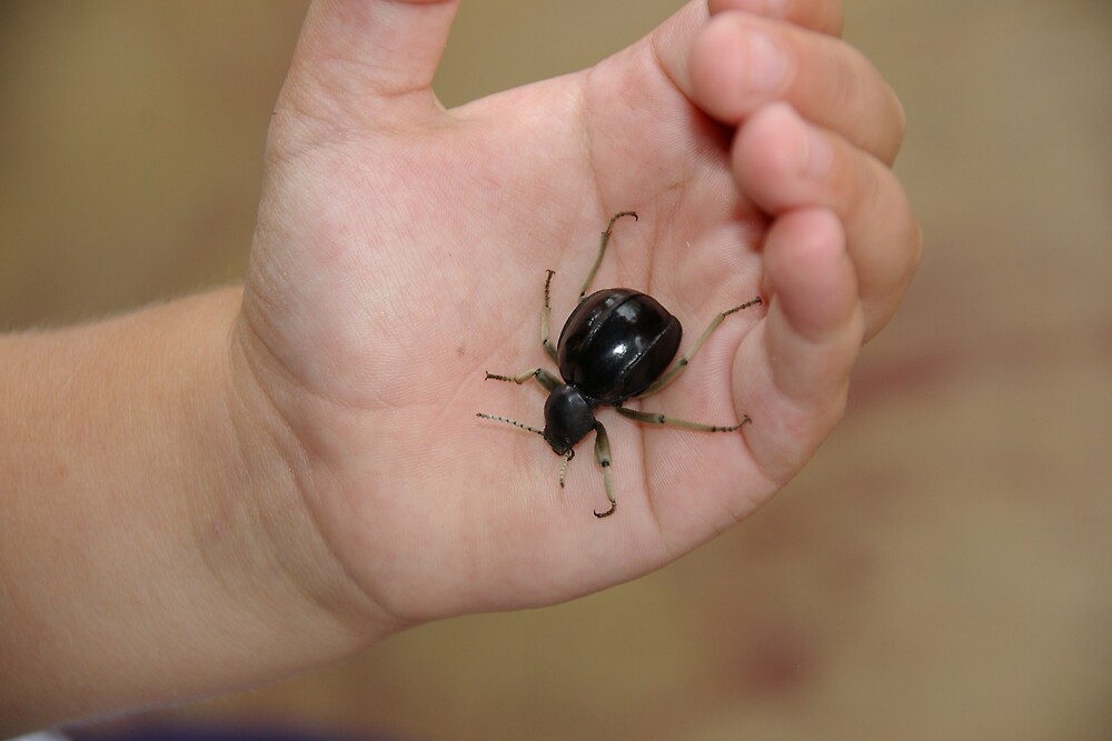 "African Tok-Tokkie Beetle" by Deidre Cripwell | Redbubble