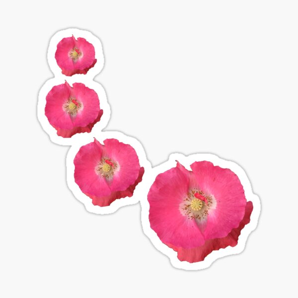 "Pale Pink Poppy" Sticker for Sale by JuleZ54 | Redbubble