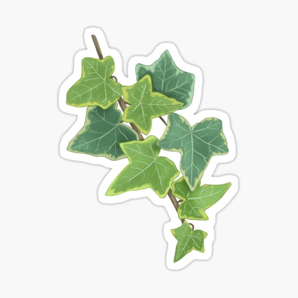 "English Ivy" Sticker for Sale by SilviPavlova | Redbubble