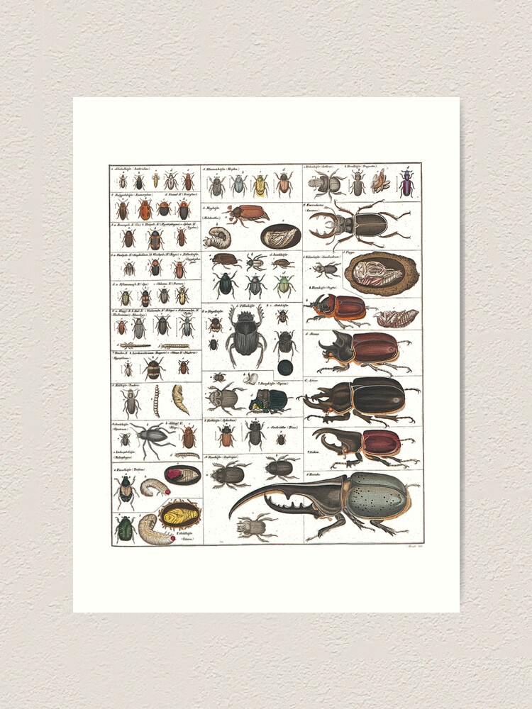 "Insects Collection Species Bugs vintage Chart Entomology" Art Print ...