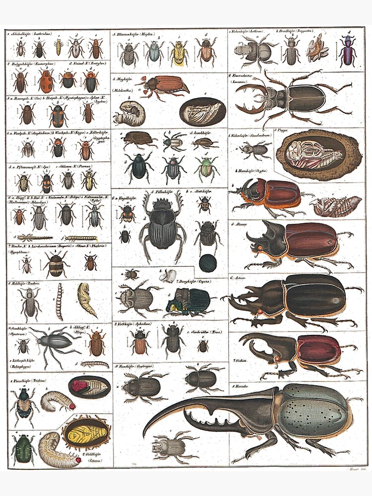 "Insects Collection Species Bugs vintage Chart Entomology" Poster for ...