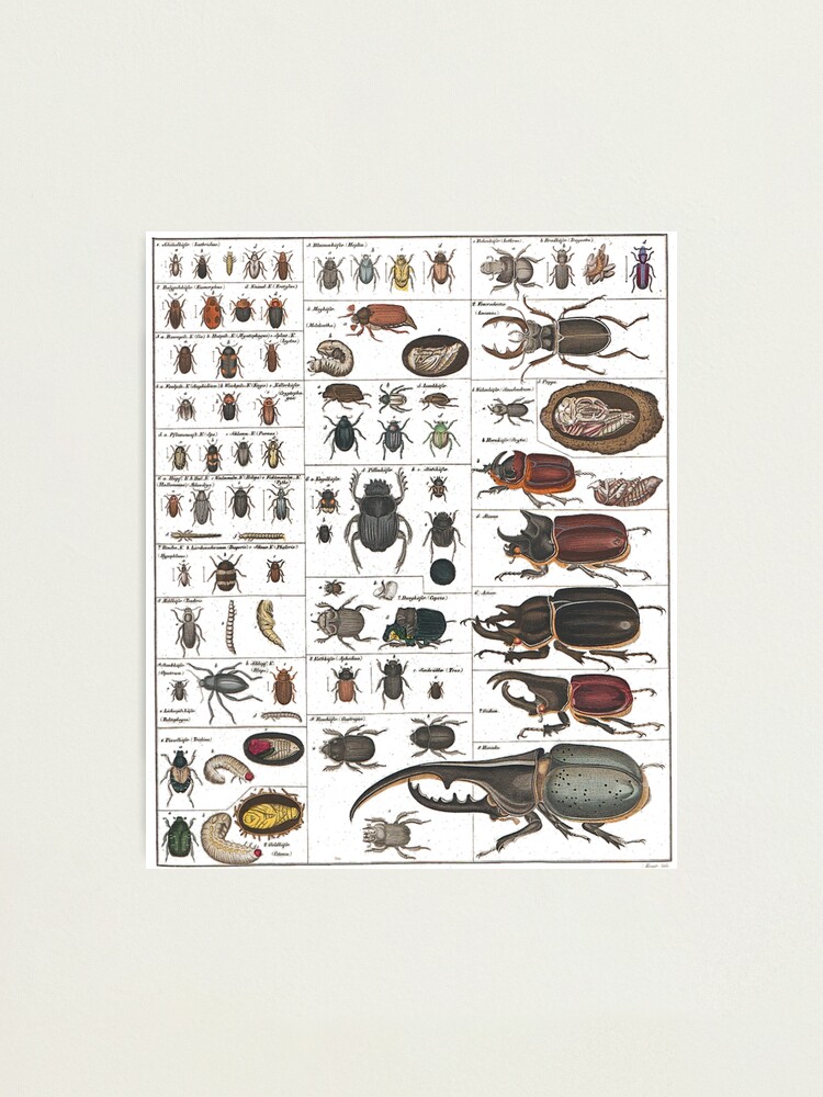 "Insects Collection Species Bugs vintage Chart Entomology" Photographic ...