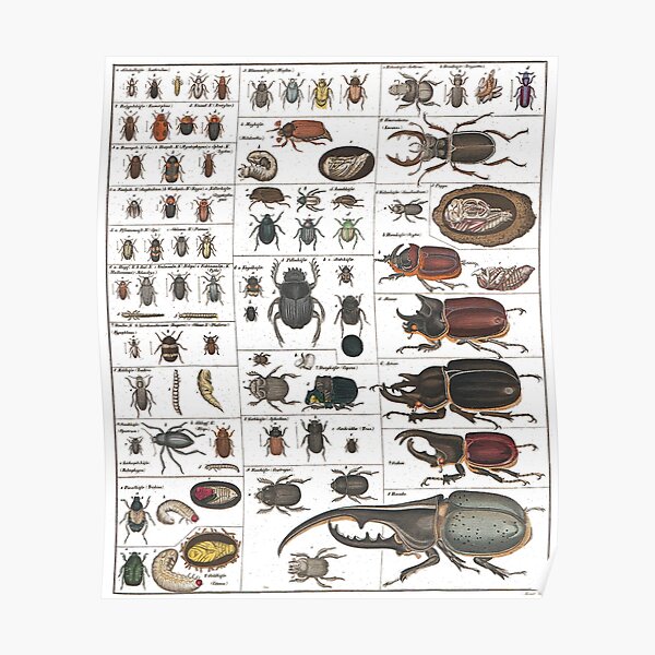 "Insects Collection Species Bugs vintage Chart Entomology" Poster for ...