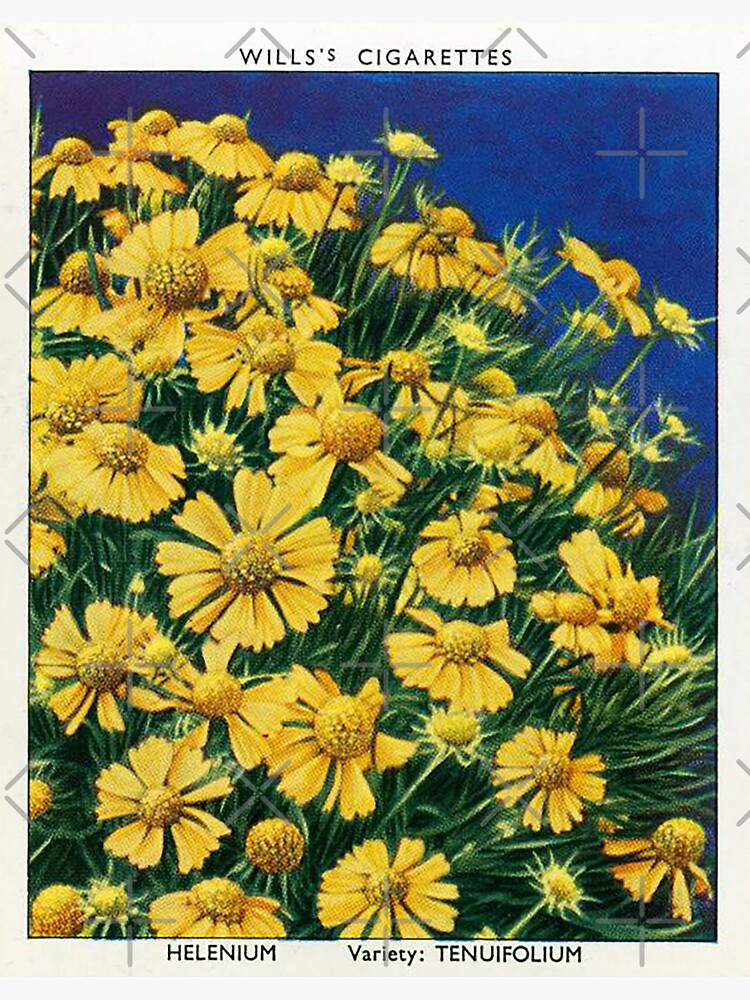 "Helenium Flower" Sticker for Sale by metaurus | Redbubble