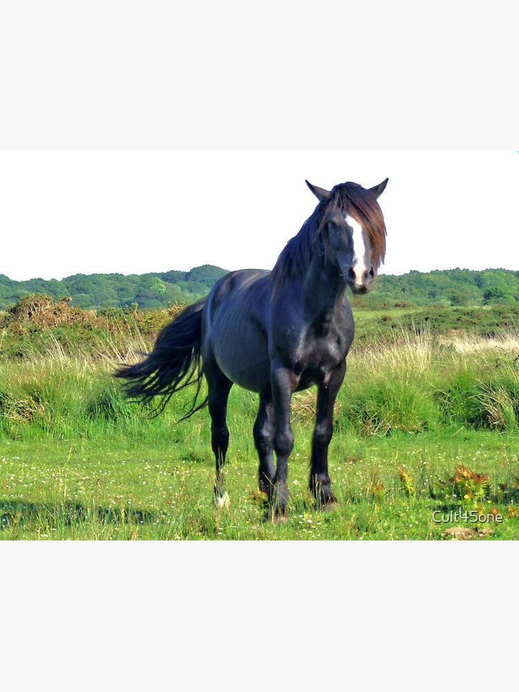"Welsh Horse, Gower of Swansea" Poster for Sale by Cult45one | Redbubble
