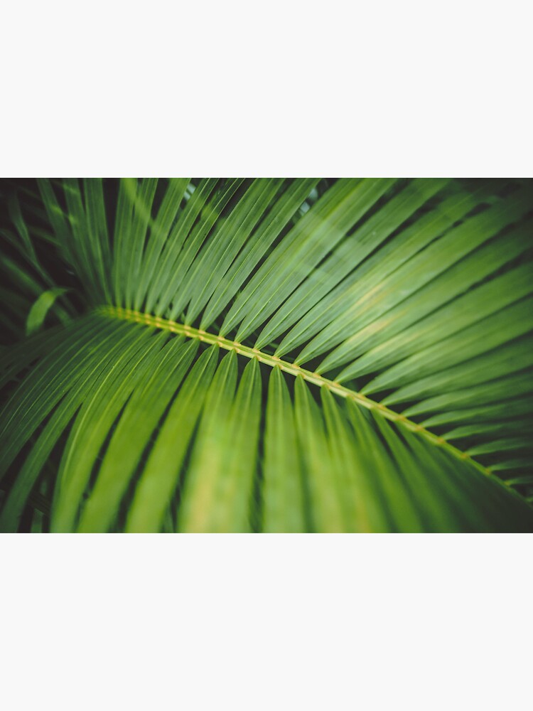 "Leaf of the Palm" Sticker for Sale by Abeisking | Redbubble