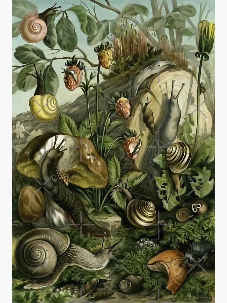 "slugs and snails" Poster for Sale by GenericPrint | Redbubble
