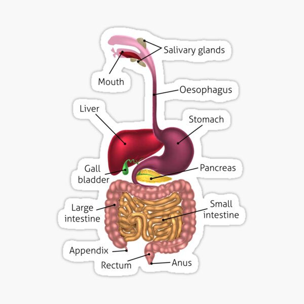 "digestive system" Sticker for Sale by AyahBaniMustafa | Redbubble