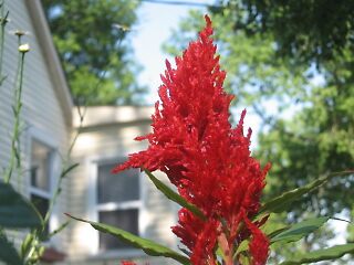 "Rooster Cone" by Nisaa | Redbubble