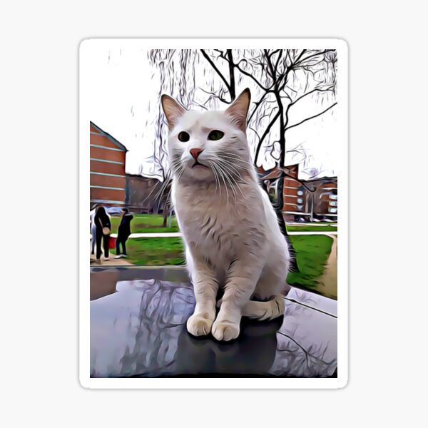 "White cat on car roof" Sticker for Sale by IPicture | Redbubble