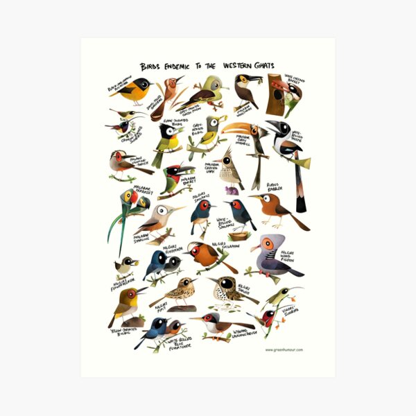 "Birds Endemic to the Western Ghats" Art Print for Sale by rohanchak ...
