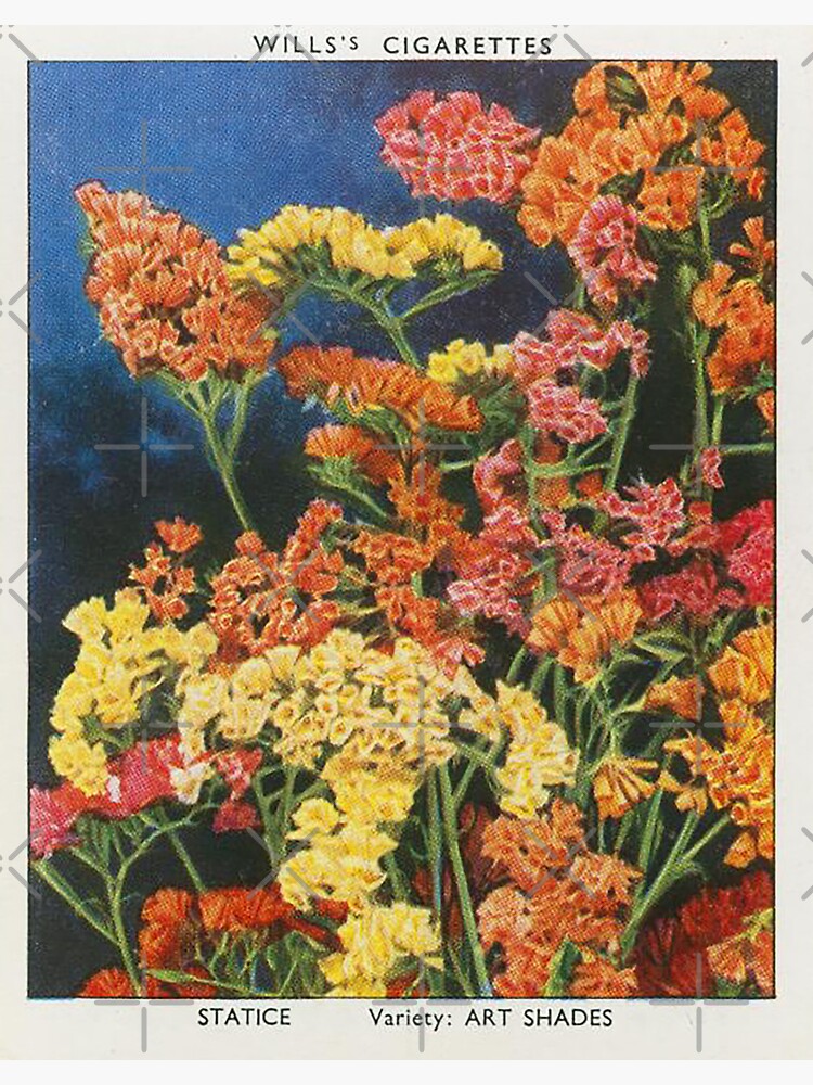 "Statice Flower" Sticker for Sale by metaurus | Redbubble