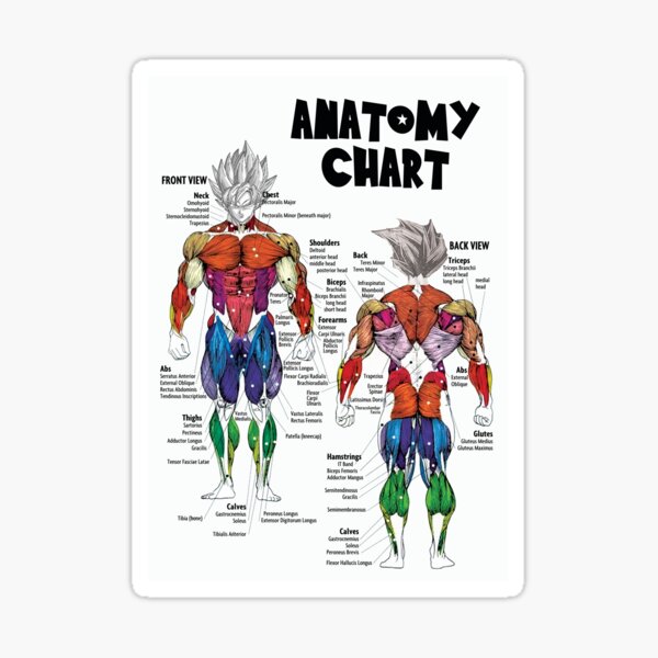Pegatina «Goku Muscle Chart - Diagrama de anatomía - Anime Gym ...