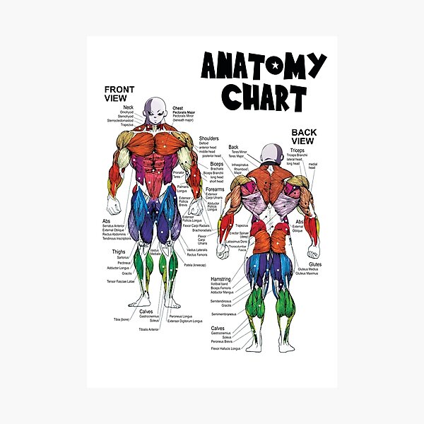 Lámina fotográfica «Jiren Muscle Chart - Diagrama de anatomía - Anime ...