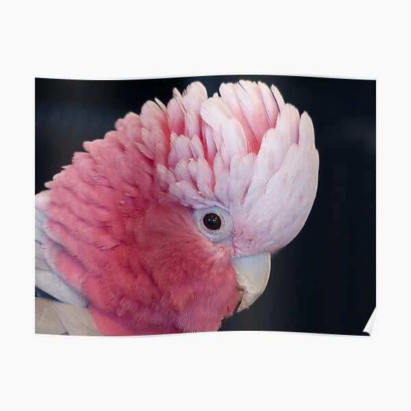 "This Is Not My Cheeky Face Lol.. - Galah - NZ" Poster by AndreaEL ...