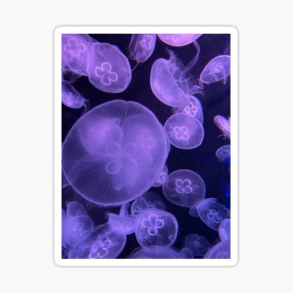 "Purple Jellyfish, Ocean Creatures" Sticker for Sale by newburyboutique ...