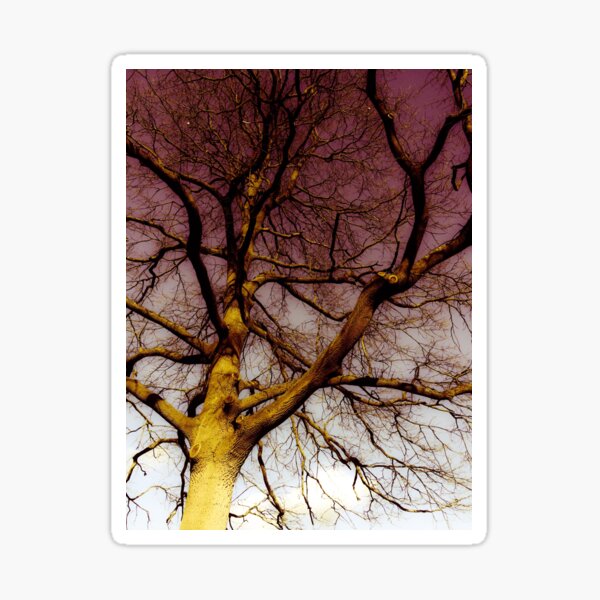 "Tree Branching Out" Sticker for Sale by JessieSWilliams | Redbubble