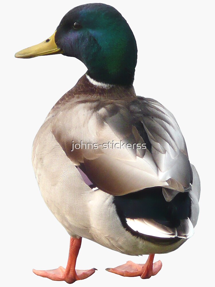"Mallard Duck" Sticker for Sale by johns-stickerss | Redbubble