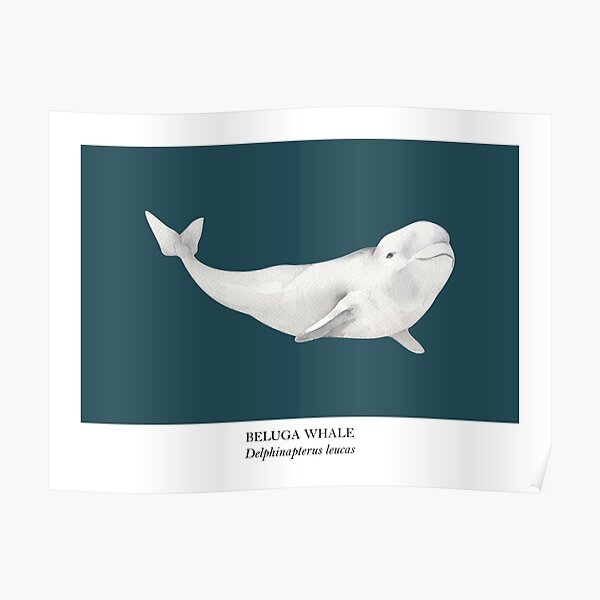 "Beluga Whale | Navy Blue | Watercolour Sea Creature" Poster for Sale ...