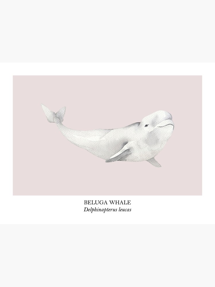 "Beluga Whale | Pointe Pink | Watercolour Sea Creature" Poster for Sale ...