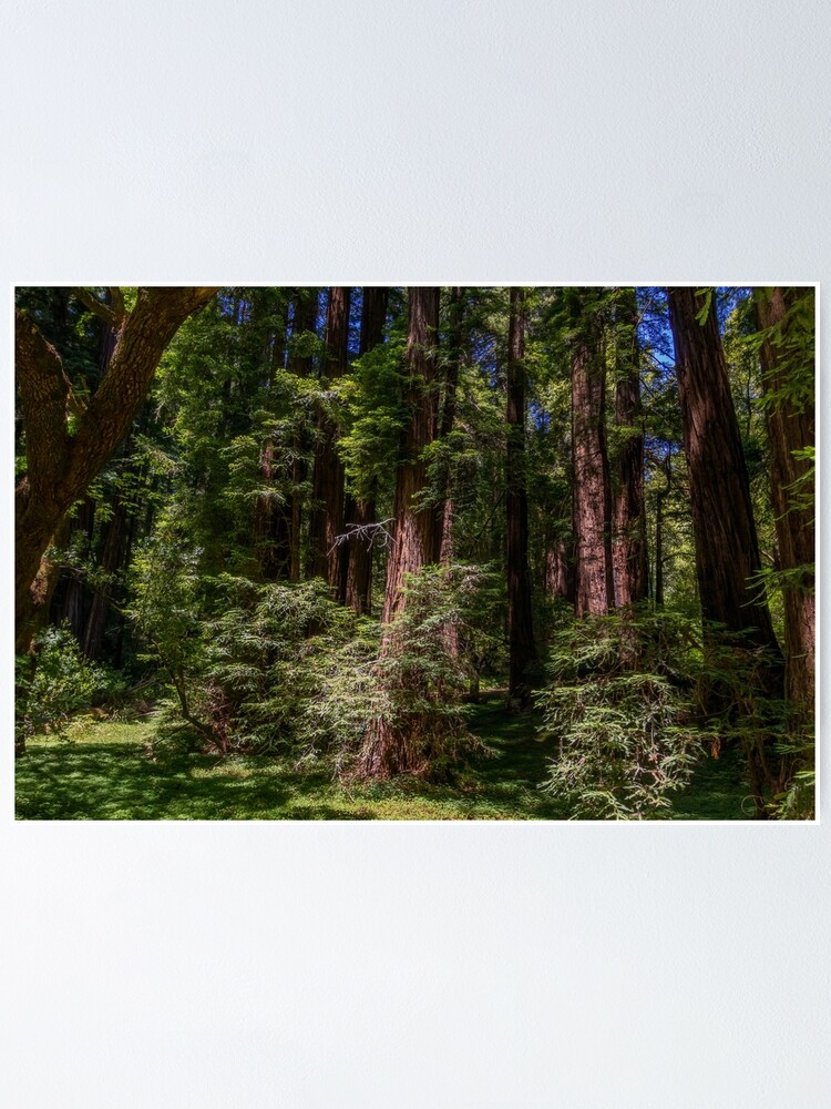 "Massive Redwood Trees in a Green Forest" Poster for Sale by ...