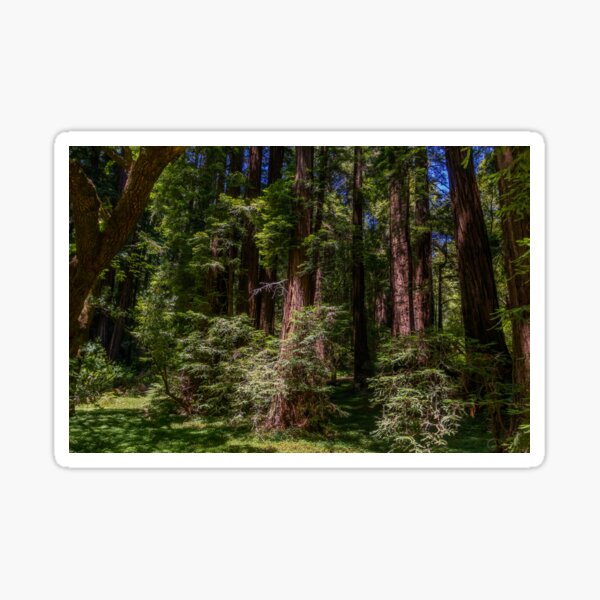 "Massive Redwood Trees in a Green Forest" Sticker for Sale by ...