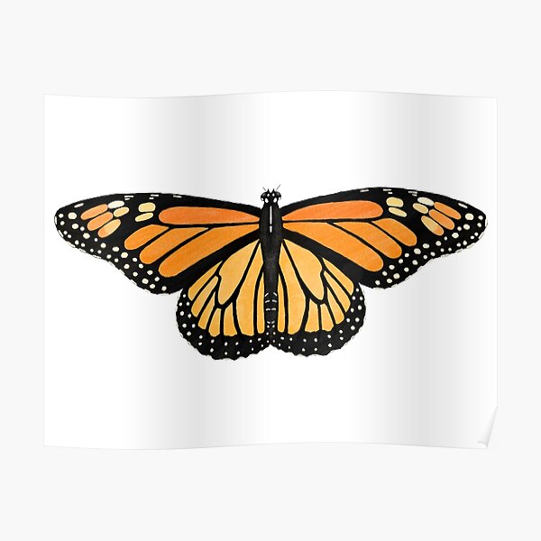 "Monarch Butterfly" Poster for Sale by omowens | Redbubble