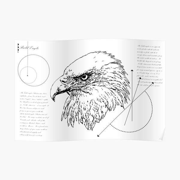 "Geometry of a Bald Eagle" Poster for Sale by darylfrakes | Redbubble