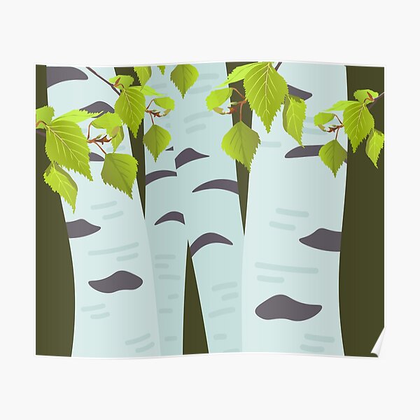 "Birch tree" Poster for Sale by PrimulaVeris | Redbubble