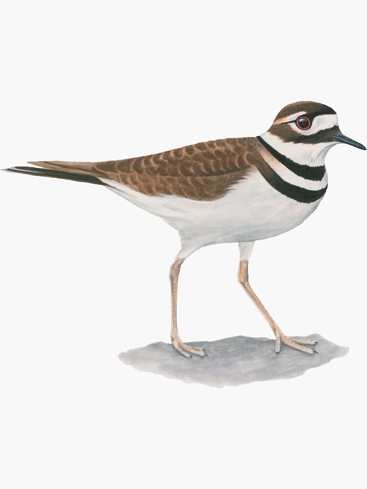 "Classy killdeer Design" Sticker for Sale by rakennyas | Redbubble