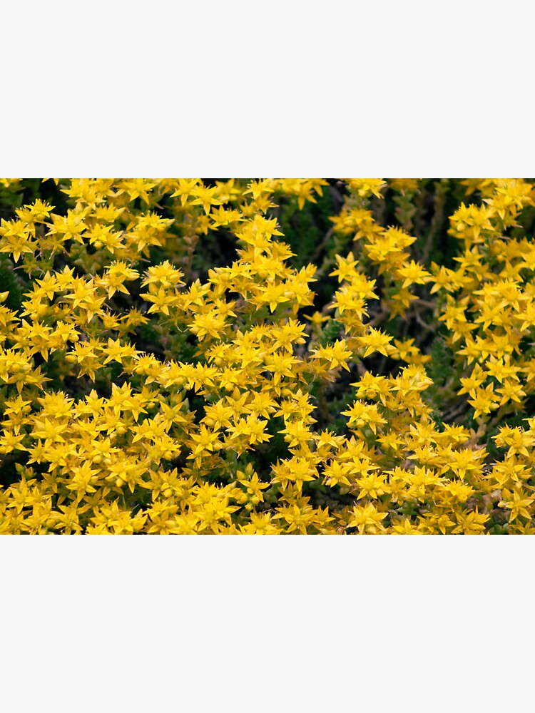 "Yellow Flower Patch" Sticker for Sale by mr-bowlman | Redbubble