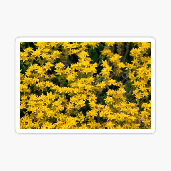 "Yellow Flower Patch" Sticker for Sale by mr-bowlman | Redbubble
