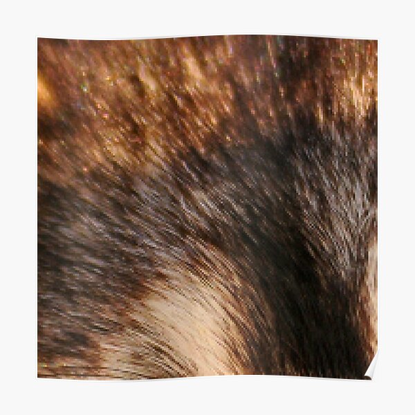 Póster «Mapache con diseño de animales de Pixel Art de 16 bits de ...