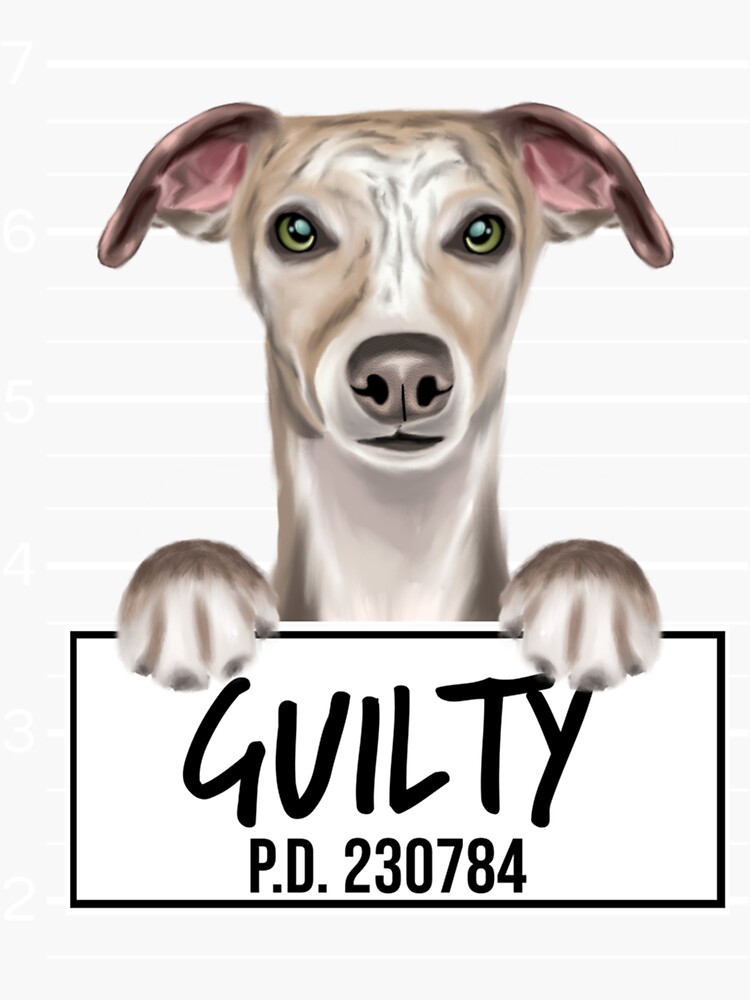 "Funny Whippet Mugshot Guilt" Sticker for Sale by bowlusyancikb | Redbubble