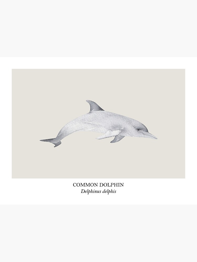 "Dolphin | Linen Beige | Watercolour Sea Creature" Poster for Sale by ...