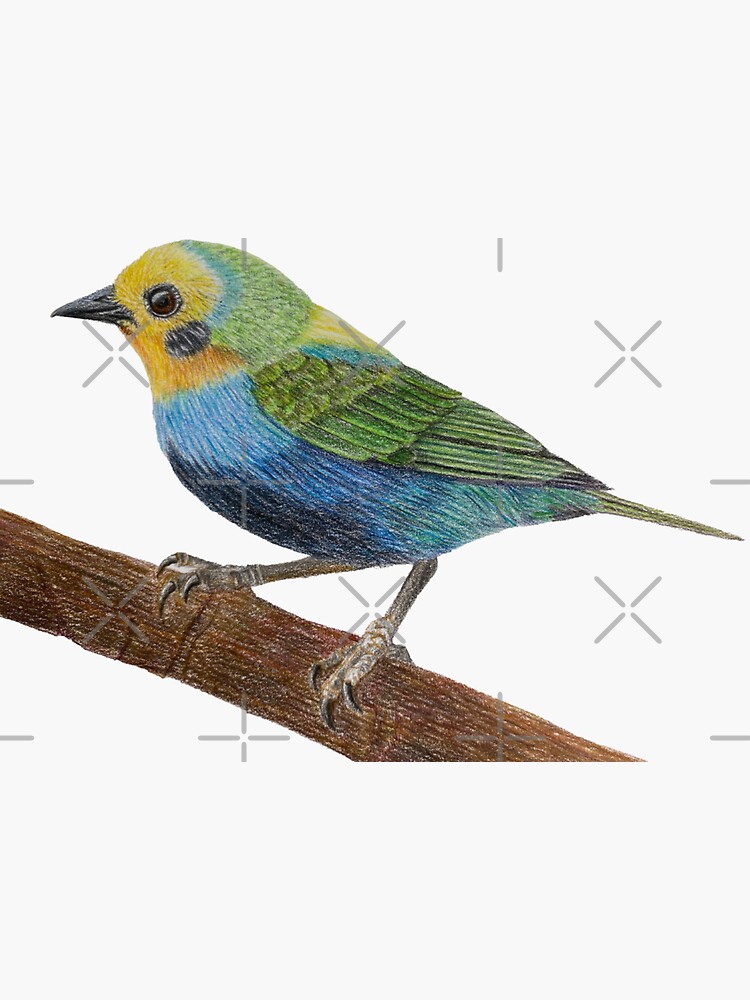 Pegatina «Dibujo de pájaro tangara multicolor» de AshleyHowaldArt ...
