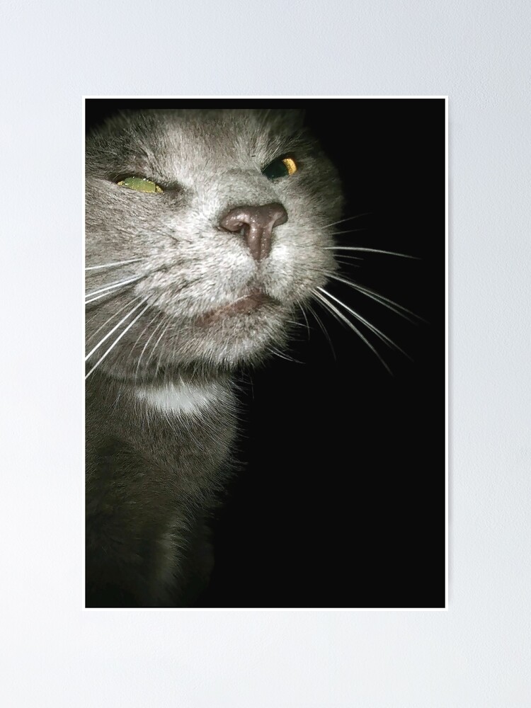 "Funny crazy grumpy cat" Poster for Sale by KawaiiMoon4U | Redbubble