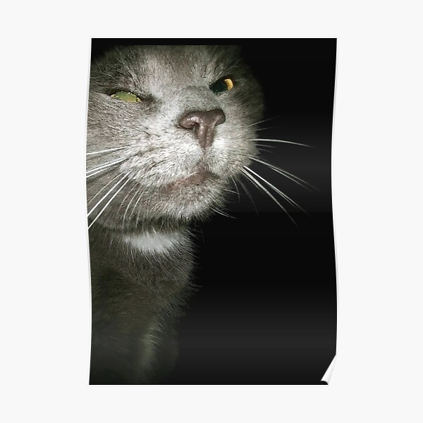 "Funny crazy grumpy cat" Poster for Sale by KawaiiMoon4U | Redbubble