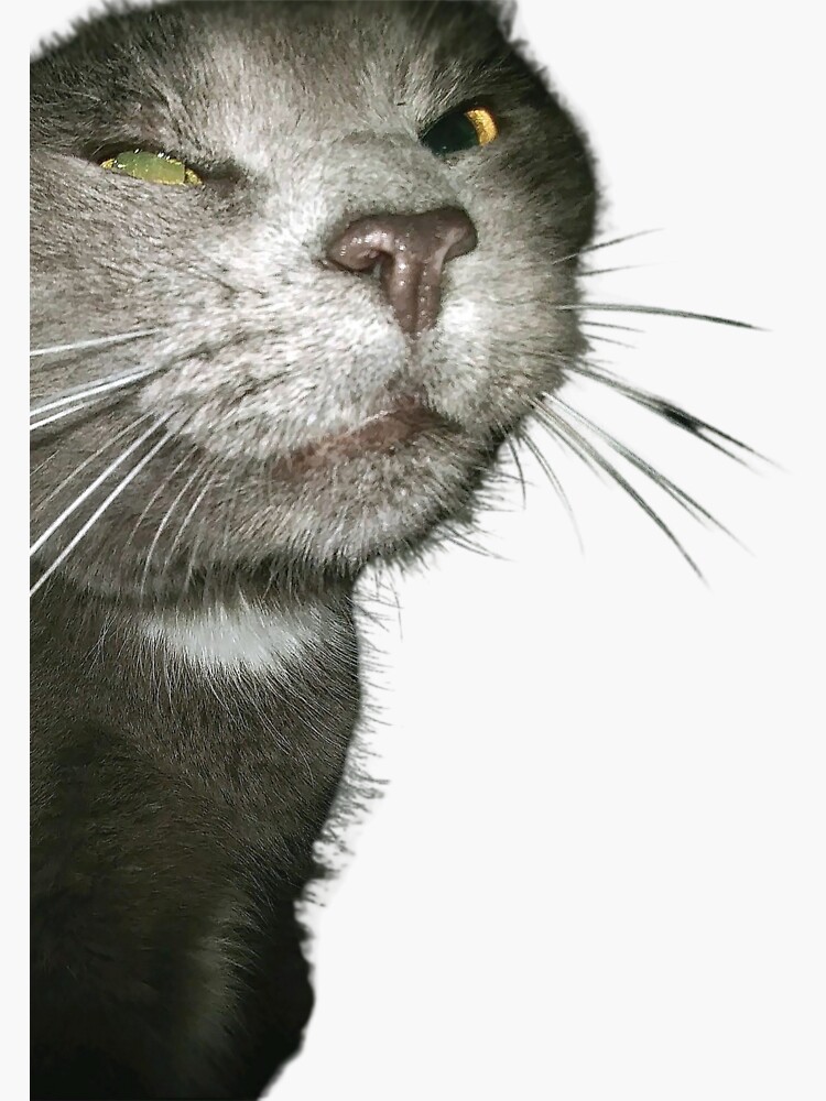 "Funny crazy grumpy cat" Sticker for Sale by KawaiiMoon4U | Redbubble