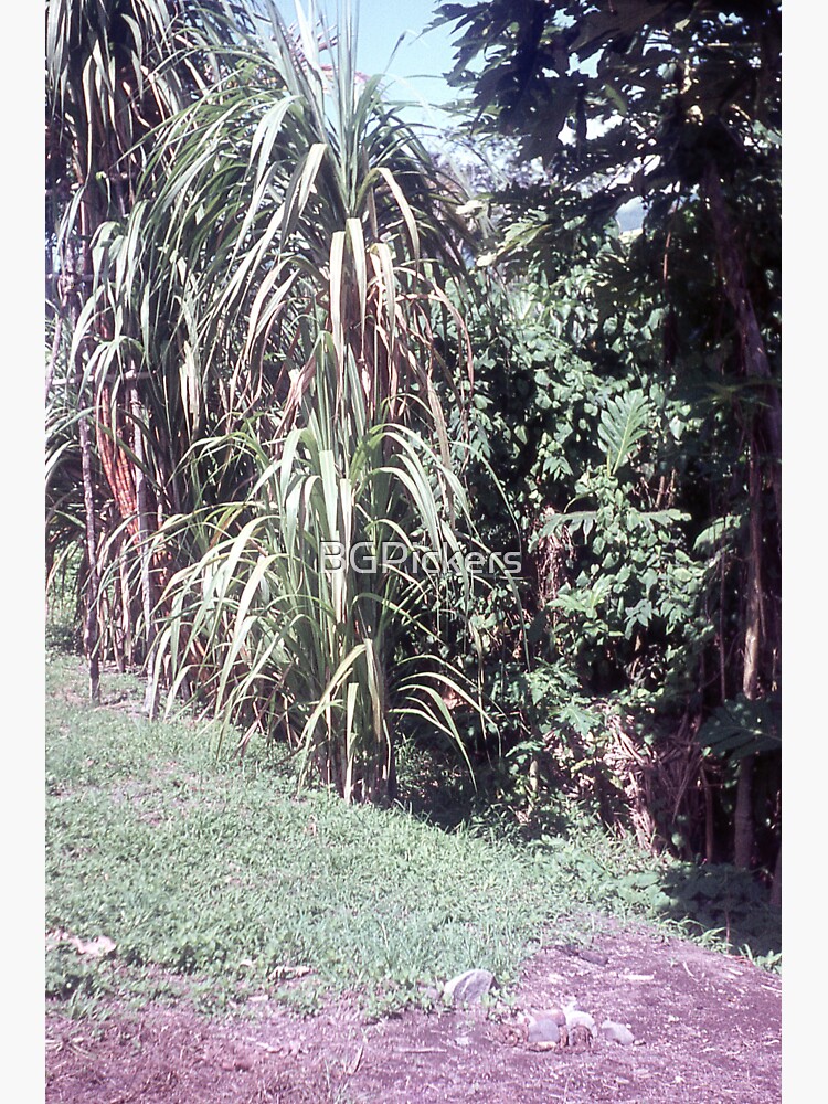 " Vintage Papua New Guinea - Sugar Cane" Sticker for Sale by BGPickers ...