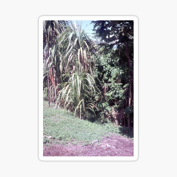 " Vintage Papua New Guinea - Sugar Cane" Sticker for Sale by BGPickers ...
