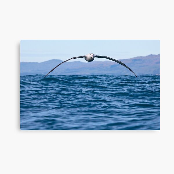 Wandering Wall Art | Redbubble