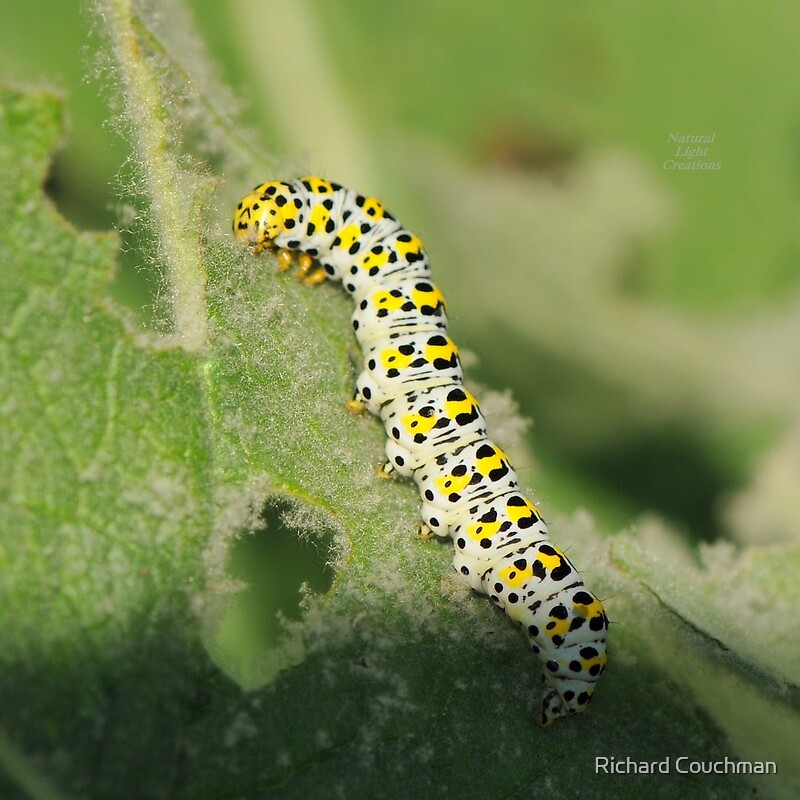 "" Mullein Moth Caterpillar "" by Richard Couchman | Redbubble